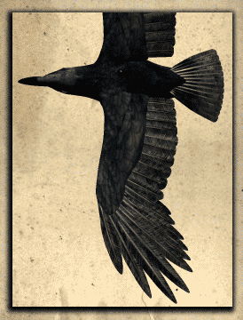 The life of a virtual crow.